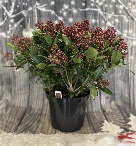 Large Skimmia Plant