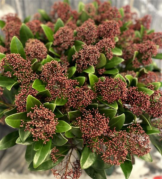 Large Skimmia Plant